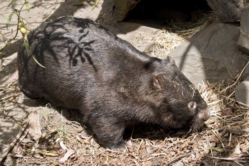 A common wombat stock photo. Image of grey, common, hair - 140338046