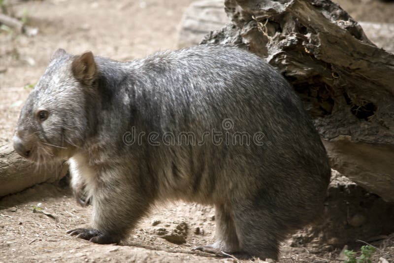 A common wombat stock photo. Image of outdoors, wildlife - 140338078
