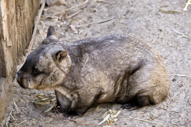 A common wombat stock image. Image of furry, wombat - 142737359
