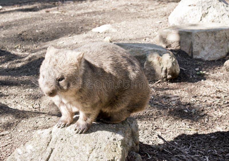 The Common Wombat is Standing on a Rock Stock Image - Image of outdoors ...
