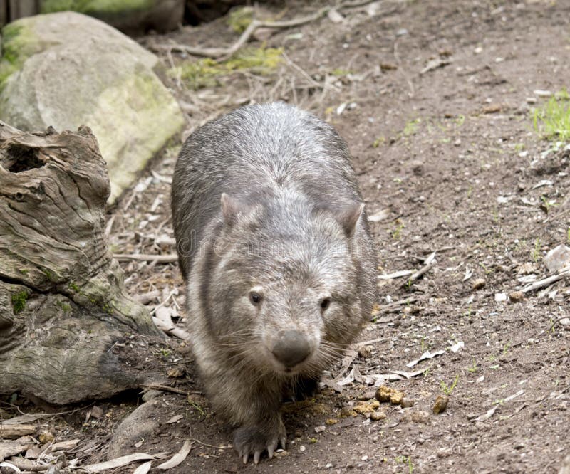 The Wombat Is Walking Along The Dry Barren Land Stock Photo - Image of ...