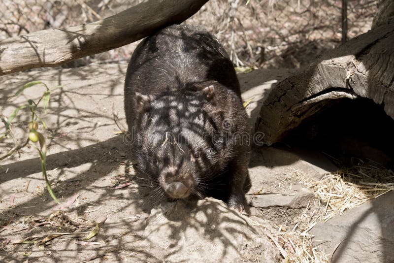 A common wombat stock photo. Image of brown, broen, grey - 140338014