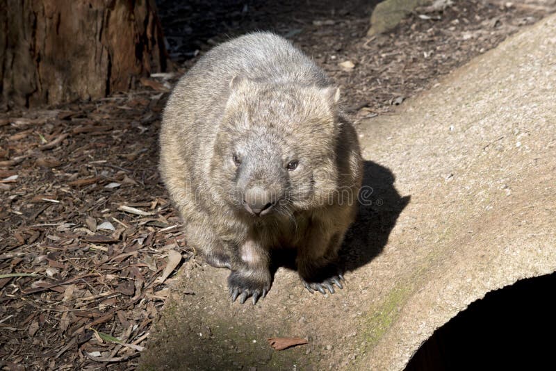 The Common Wombat is Brown and Furry Stock Image - Image of mammal ...