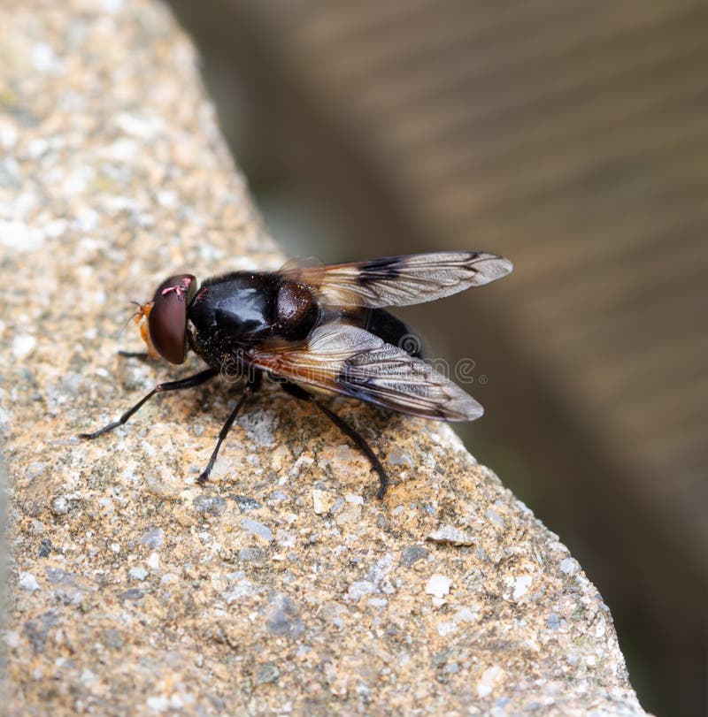 Common Wood-Fly Fly Sitting on a Stone Stock Image - Image of wing ...