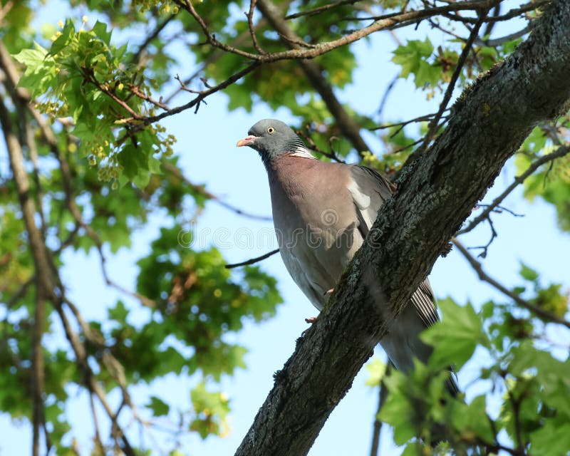 Common Wood Pigeon Columba Palumbus in Maple Tree Stock Image - Image ...