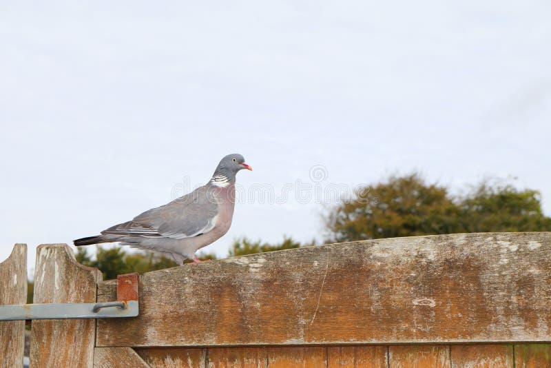 Wood Pigeon on Fence in Garden Stock Photo - Image of bird, purple ...