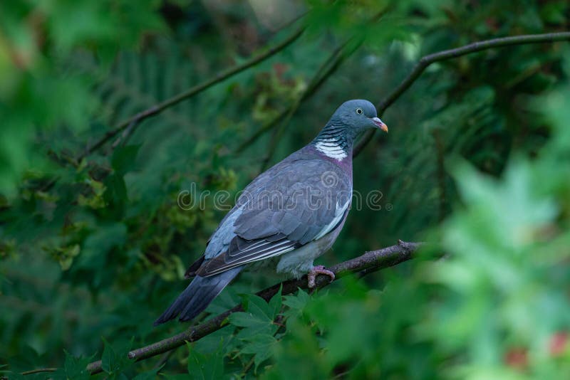 Common Wood Pigeon Perched on a Branch Stock Photo - Image of wild ...