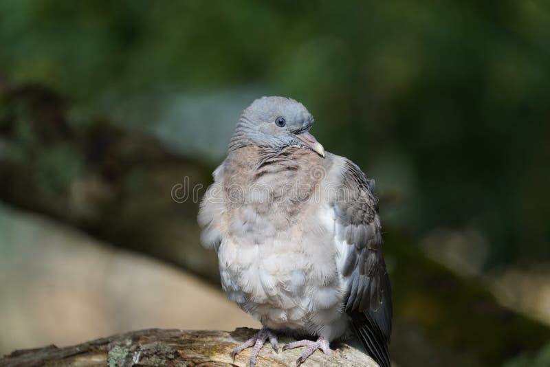 Common Wood Pigeon in the Sun Stock Photo - Image of columbiformes ...
