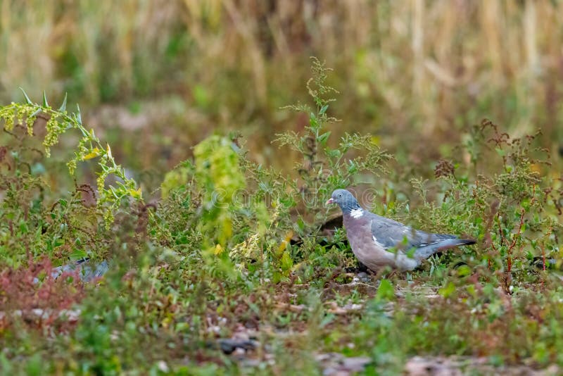 Common Wood Pigeon in the Wild Stock Image - Image of ring, columbidae ...