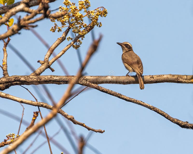 A Common Wood Shrike Perching Stock Image - Image of perched, portrait ...