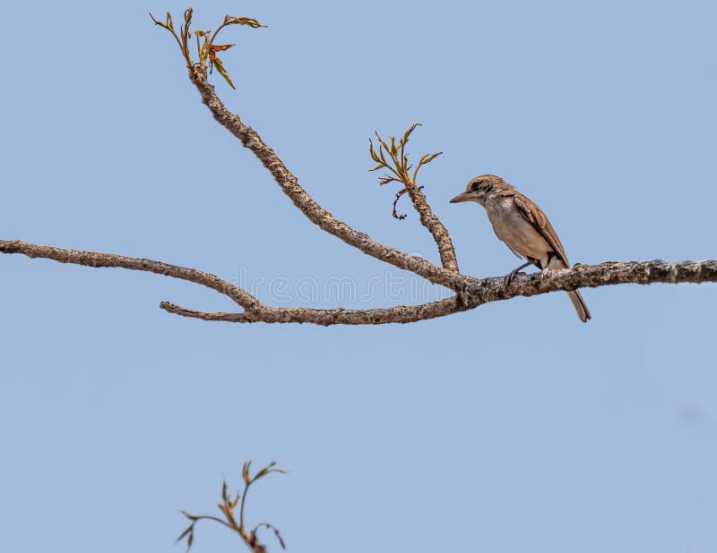 Common Wood Shrike on a Tree Stock Photo - Image of adult, wildlife ...