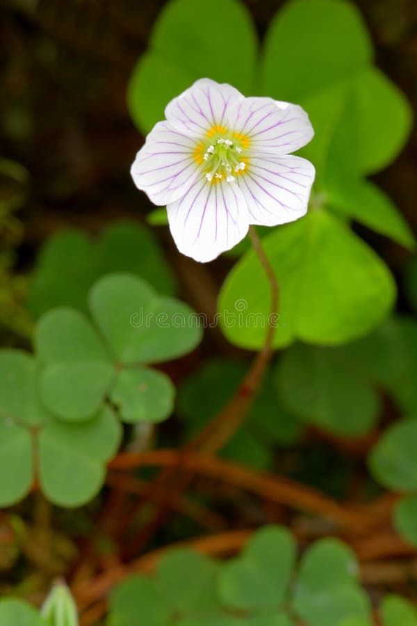 Common wood sorrel stock image. Image of common, dark - 24811497