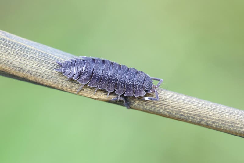 Common Woodlouse, Oniscus Asellus Stock Image - Image of reed, larva ...