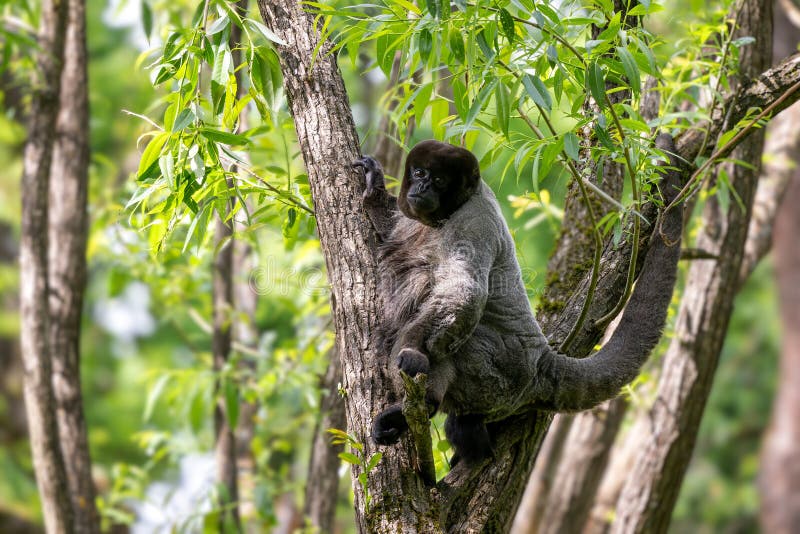 Common Woolly Monkey, Unique Gray Monkey with Long Tail Native in ...