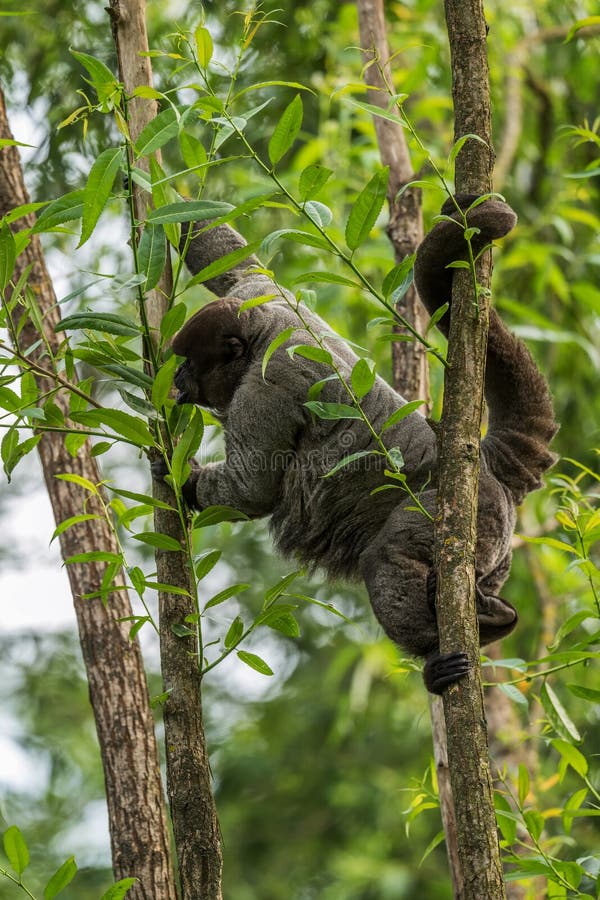 Common Woolly Monkey, Unique Gray Monkey with Long Tail Native in ...
