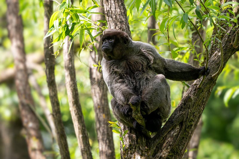 Common Woolly Monkey, Unique Gray Monkey with Long Tail Native in ...