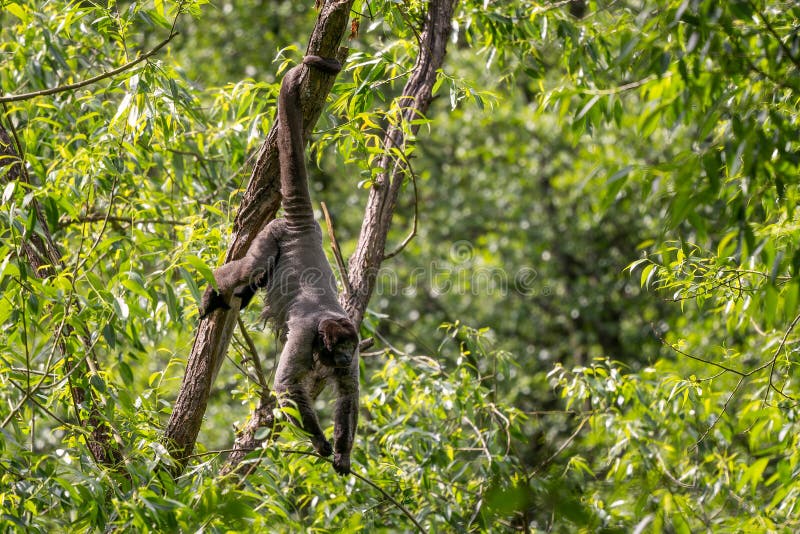 Common Woolly Monkey, Unique Gray Monkey with Long Tail Native in ...