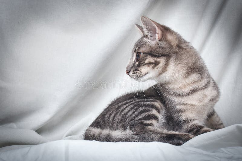 Common yard tabby stock image. Image of placard, side - 62314075