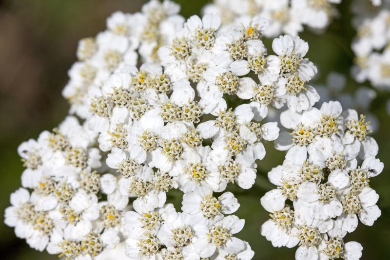 Common yarrow stock photo. Image of bloom, pain, plants - 13371566