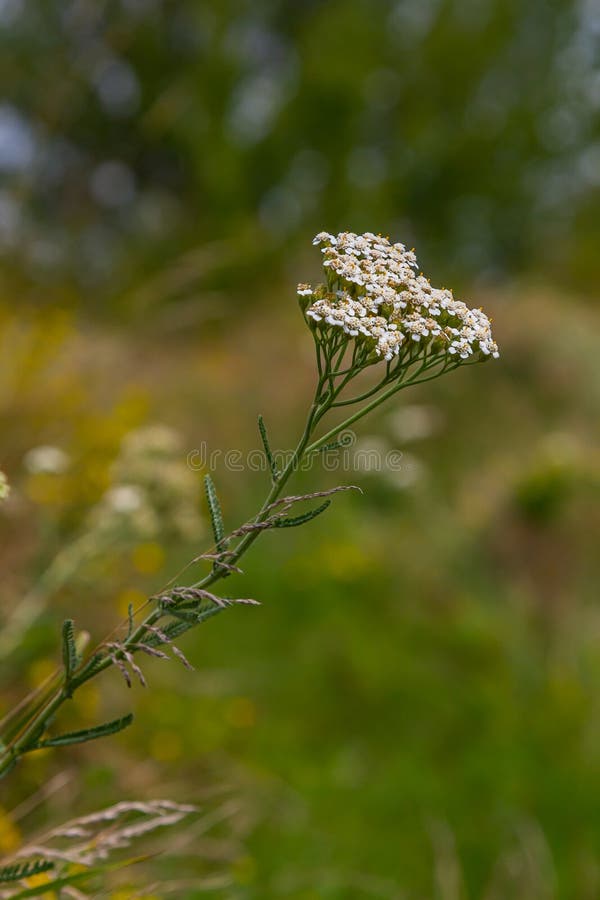 Common Yarrow Achillea Millefolium with Fly Tachina Fera Stock Photo ...
