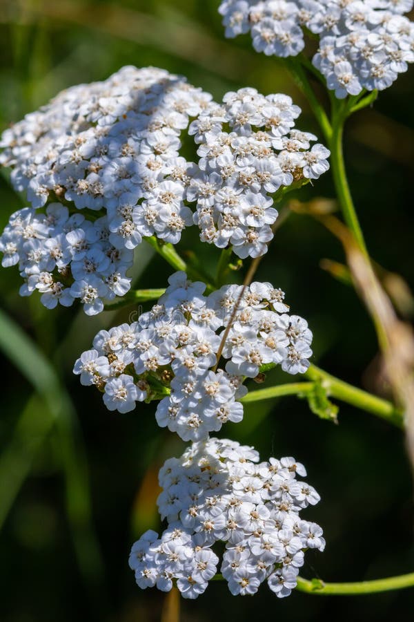 Common Yarrow Achillea Millefolium with Fly Tachina Fera Stock Photo ...