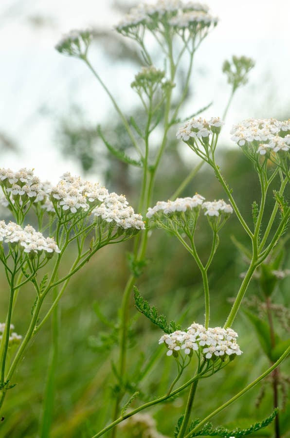 Yarrow herb stock photo. Image of millefolium, pharmacology - 14966846