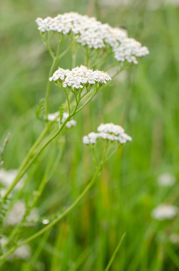 Yarrow herb stock photo. Image of millefolium, pharmacology - 14966846