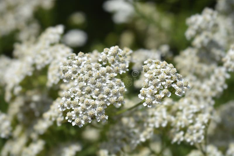Common Yarrow stock image. Image of flower, spring, yarrow - 227470409