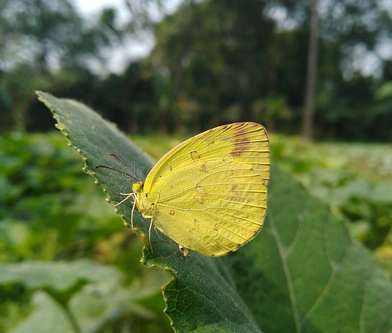 Common yellow butterfly stock photo. Image of yellow - 137898758