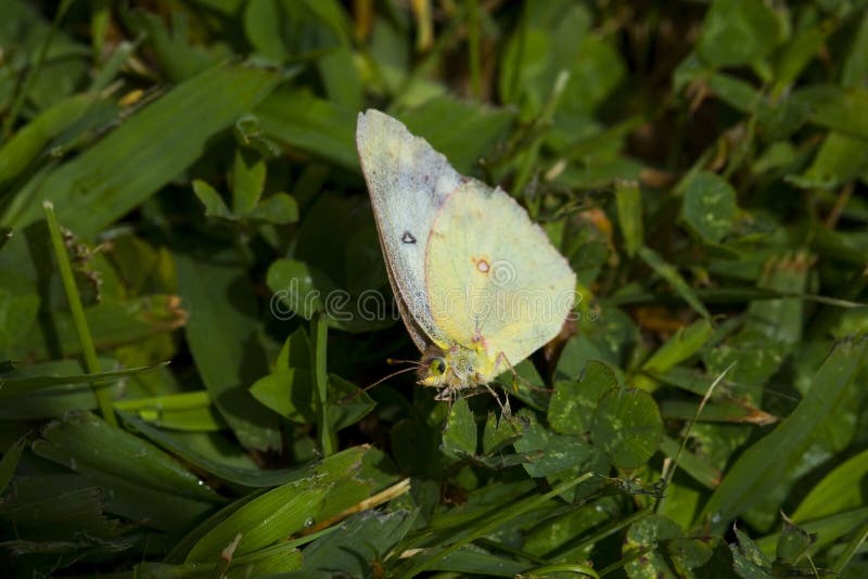 Common Yellow Butterfly on the Ground Stock Photo - Image of summer ...