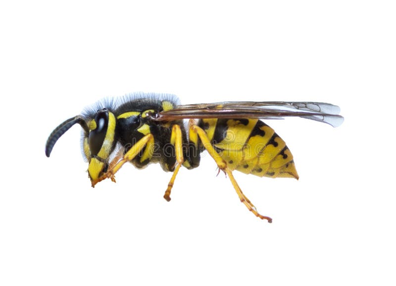 Common Yellow Wasp Insect Isolated on White Background Stock Photo ...