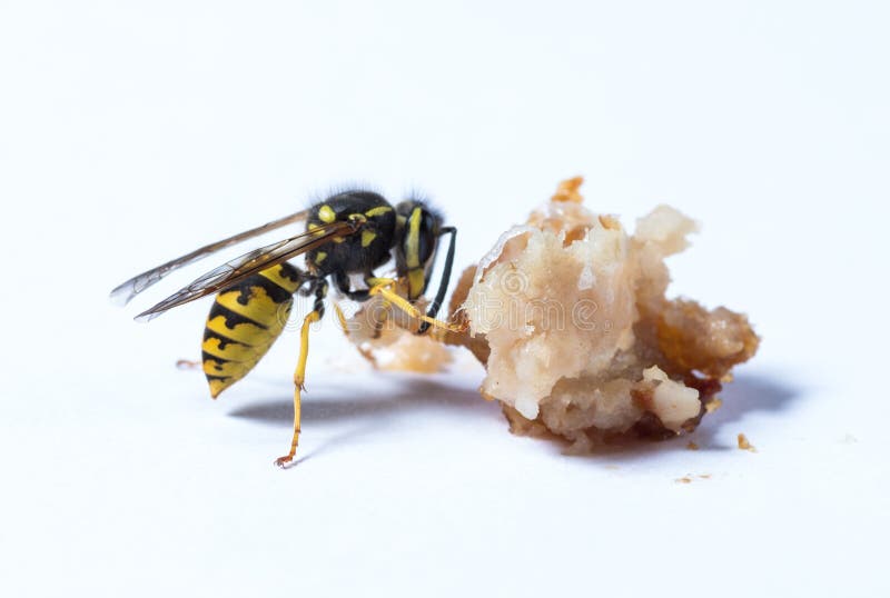 Common Yellow Wasp Insect on White Background Stock Photo - Image of ...