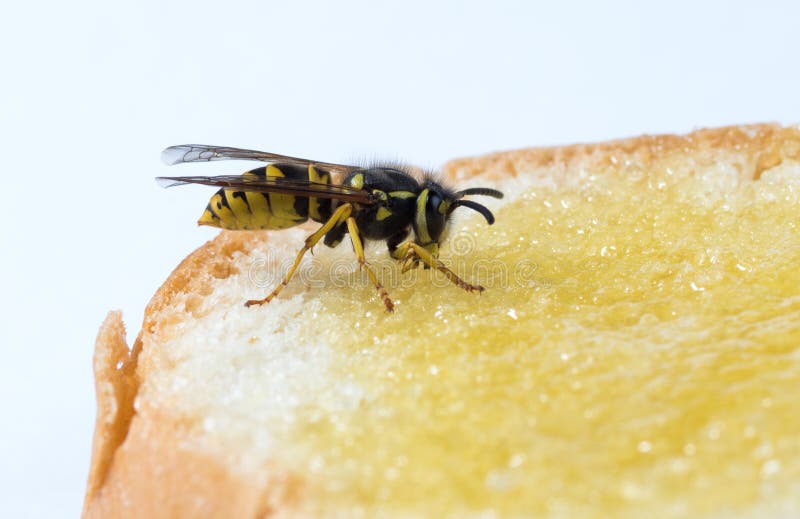 Common Yellow Wasp Insect on White Background Stock Photo - Image of ...