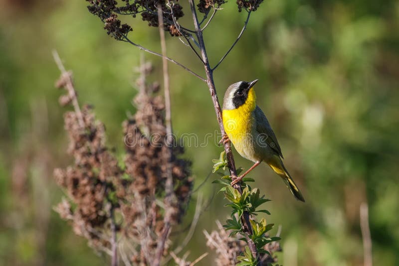 Common Yellowthroat bird stock photo. Image of yellow - 149001980
