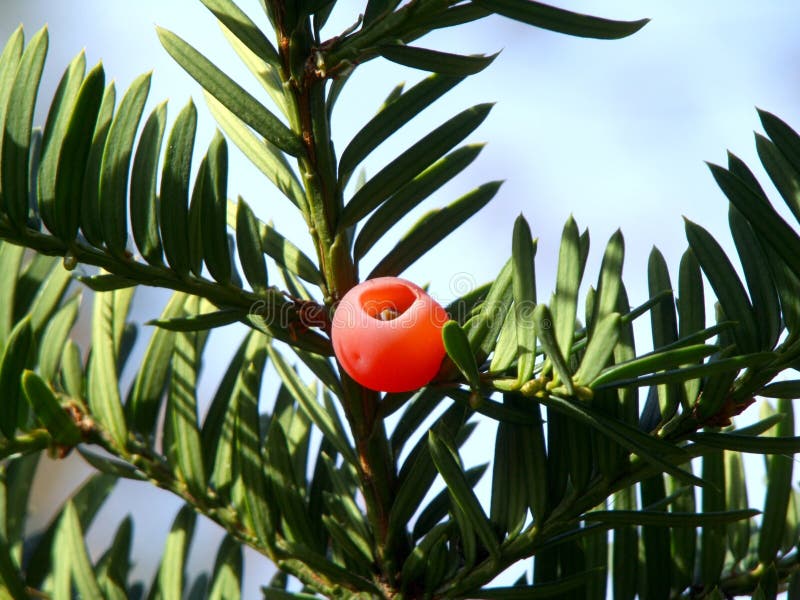 Common yew stock image. Image of seed, closeup, evergreen - 8099581