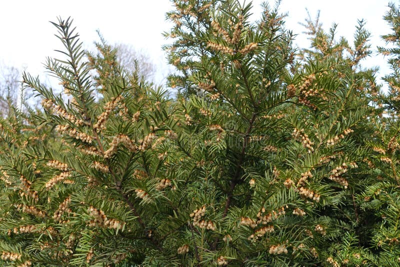 Common Yew Bush with Male Cones in March Stock Photo - Image of hedge ...