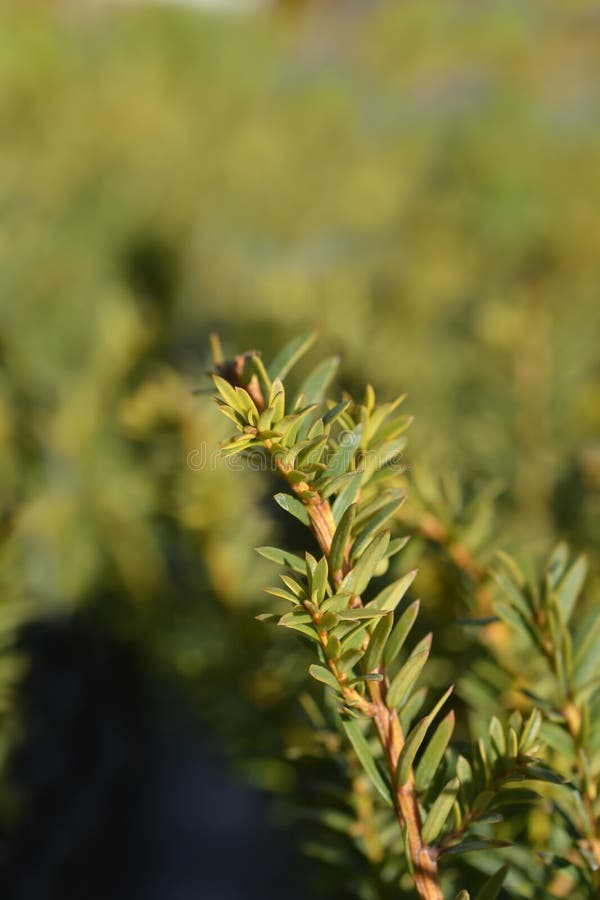 Common Yew Semperaurea stock image. Image of taxus, european - 204605933