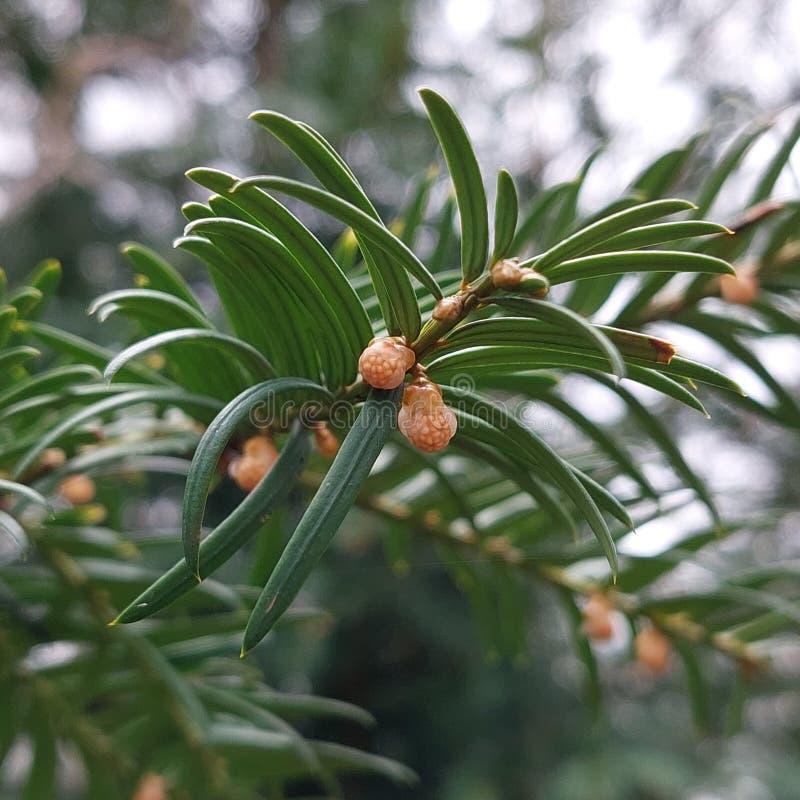 Common Yew (Taxus baccata) stock photo. Image of european - 274563548