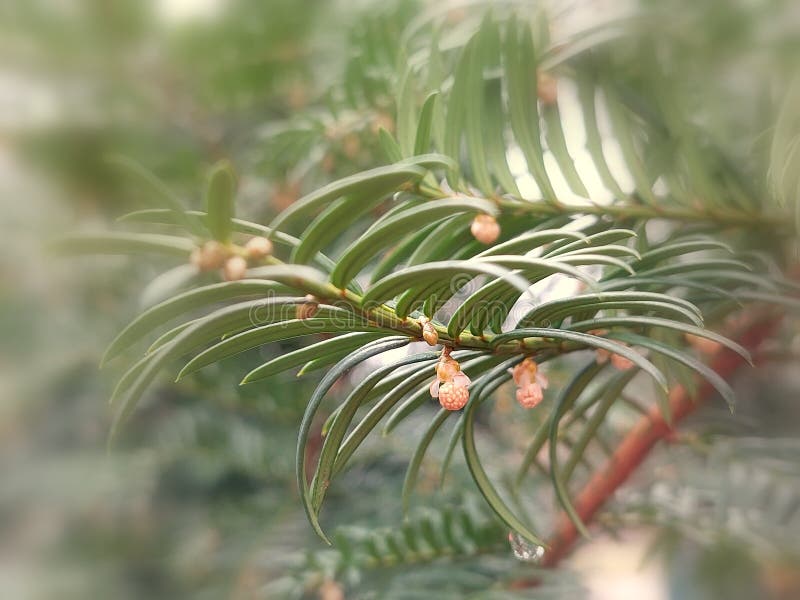 Common Yew (Taxus baccata) stock photo. Image of plant - 274563576
