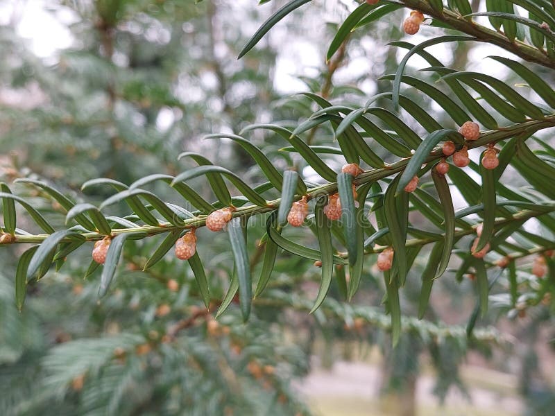 Common Yew (Taxus baccata) stock photo. Image of poisonous - 274563618