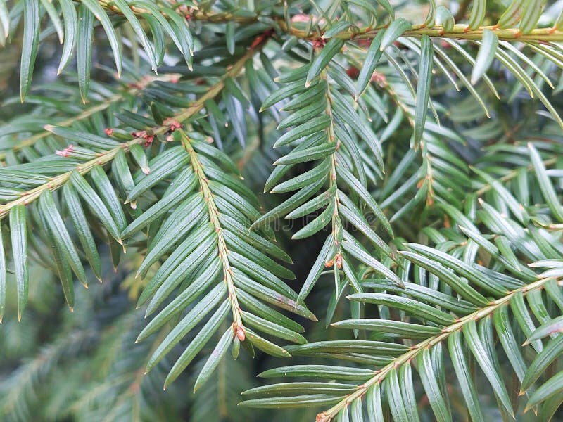 Common Yew (Taxus baccata) stock image. Image of plant - 274563639