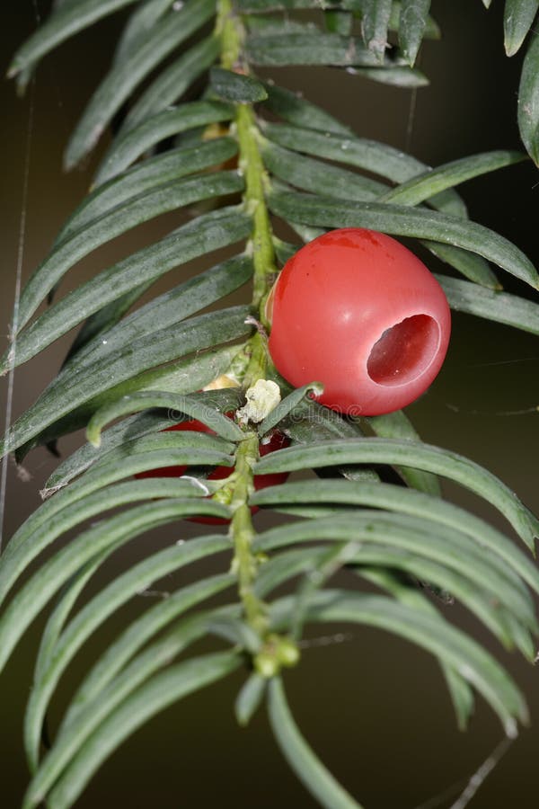 Common Yew stock image. Image of winter, closeup, green - 162178957