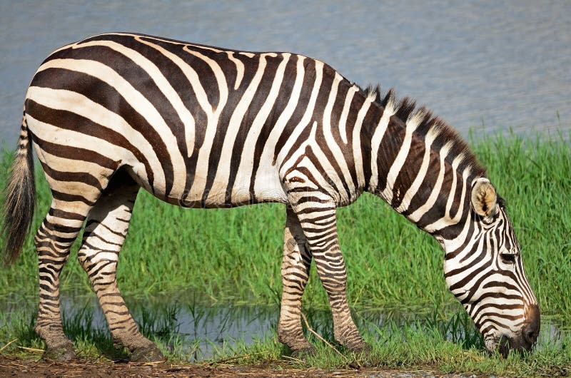 Common Zebra stock image. Image of equus, grasslands - 33859103