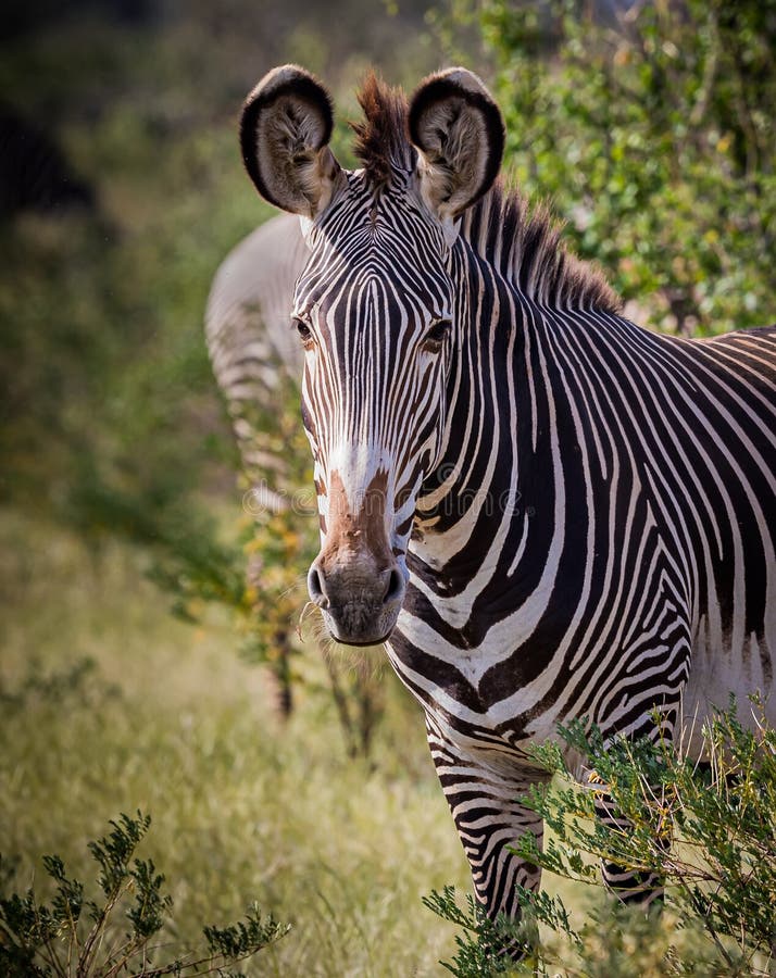 Zebra Facing Right with Open Mouth Showing Pink Tongue Stock Photo ...