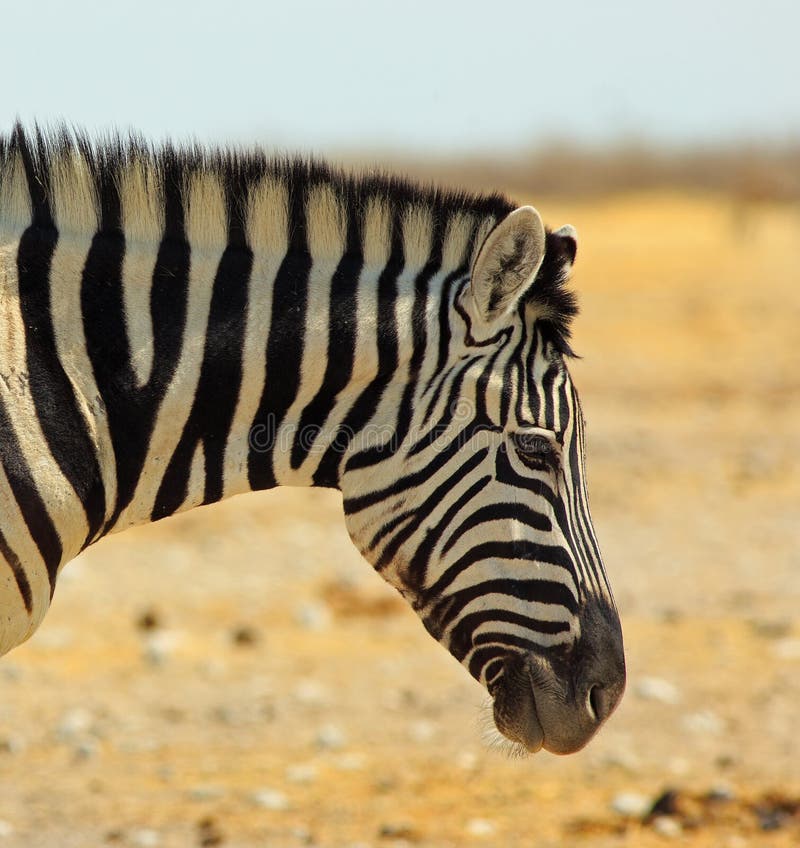 Zebra side profile stock image. Image of detail, nature - 2299073