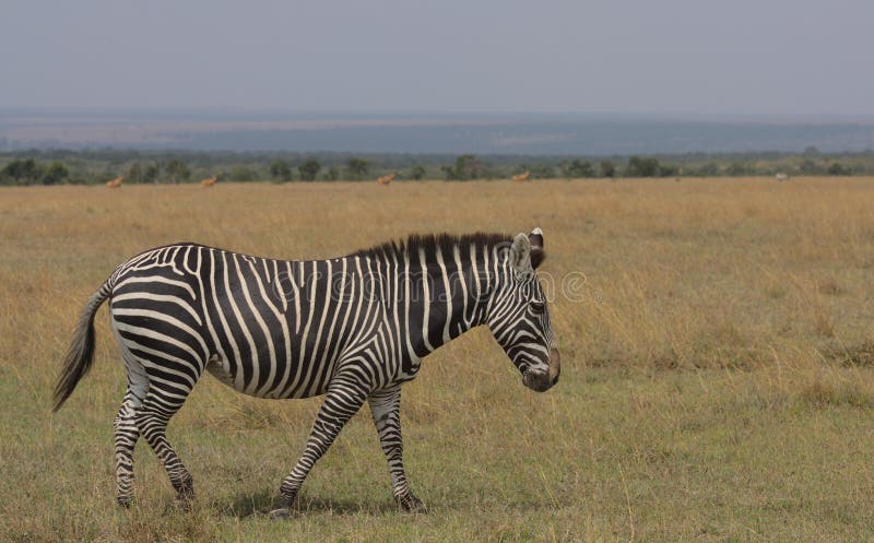 A Common Zebra Walking in the Wild Plains of Kenya Stock Photo - Image ...
