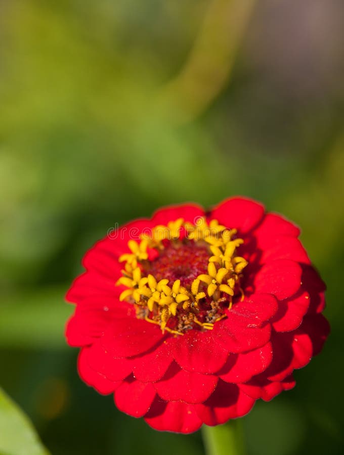 Common zinnia stock image. Image of summer, elegans, flower - 26684455