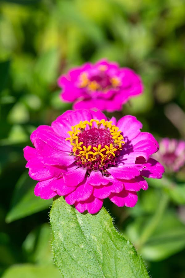 Common Zinnia (zinnia Elegans) Flower Stock Image - Image of ...