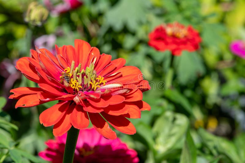 Common Zinnia (zinnia Elegans) Flower Stock Photo - Image of freshness ...