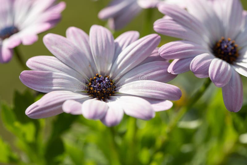 Trailing Mauve Daisy (Dimorphotheca Jucunda Stock Image - Image of ...